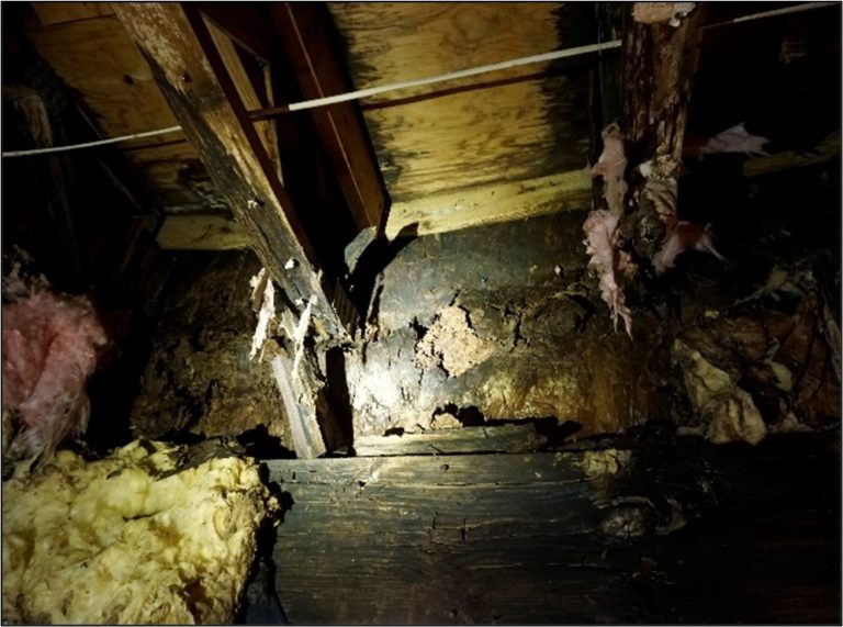 Wood Decay - Nelson Forensics