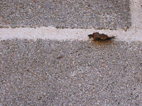 Corrosion in Building Façades - Nelson Forensics