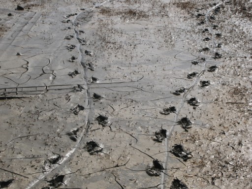 Happy Halloween! - Nelson Forensics