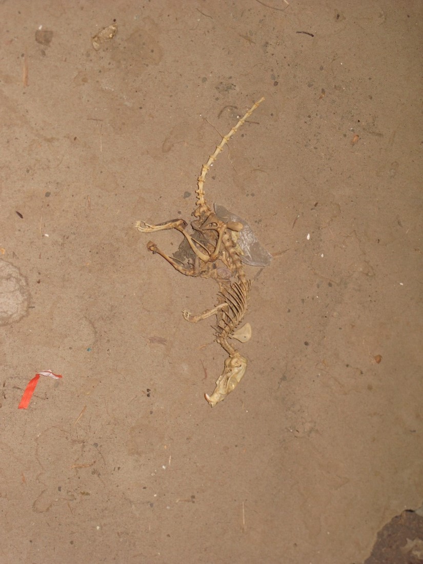 Happy Halloween! - Nelson Forensics